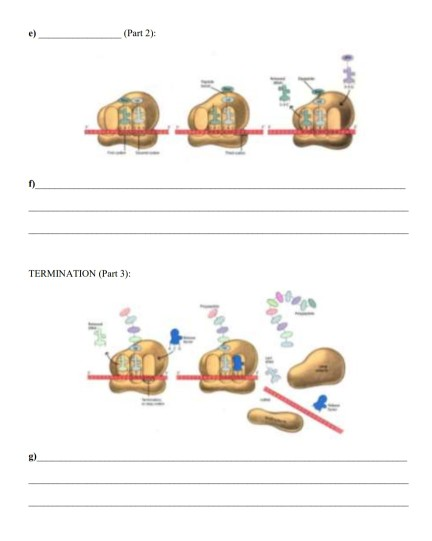 Solved 6. DNA TRANSLATION. Fill in the blanks and give a | Chegg.com