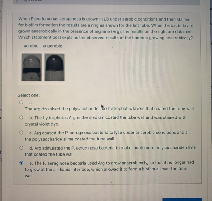 Solved Di When Pseudomonas aeruginosa is grown in LB under | Chegg.com