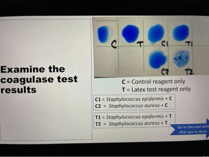 SU Examine the coagulase test results T2 C = Control | Chegg.com