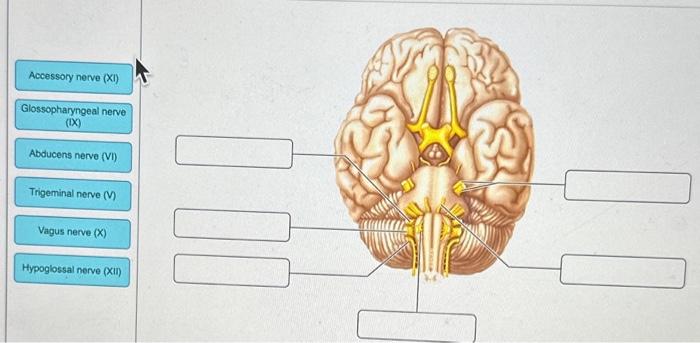 Solved Glossopharyngeal nerve (IX) Abducens nerve (VI) | Chegg.com
