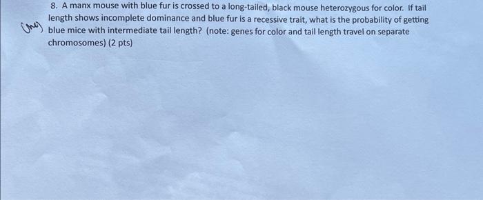 Solved 8. A manx mouse with blue fur is crossed to a | Chegg.com