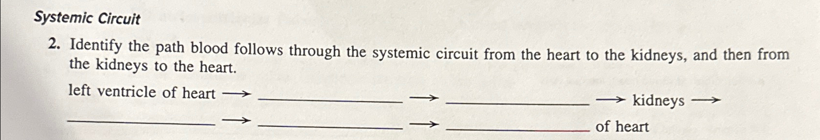 Solved Systemic Circuit2. ﻿Identify the path blood follows | Chegg.com