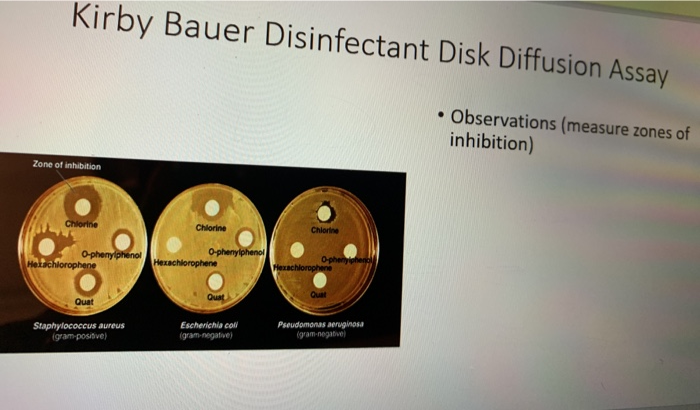 Solved Kirby Bauer Disinfectant Disk Diffusion Assay • | Chegg.com