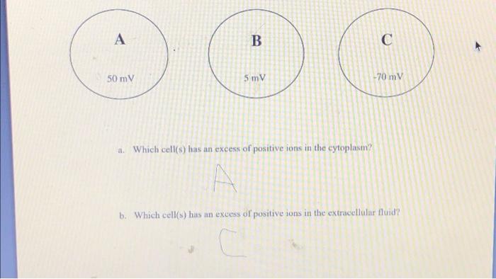 Solved A 50 mV B O 5 mV a. Which cell(s) has an excess of | Chegg.com