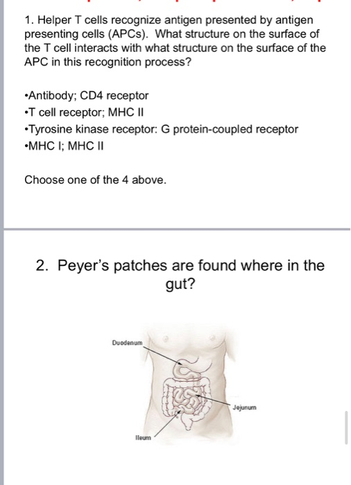 Solved 1. Helper T cells recognize antigen presented by | Chegg.com