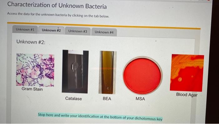 Solved Characterization of Unknown Bacteria Access the data | Chegg.com