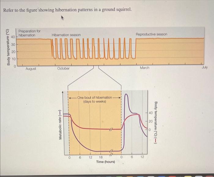 Solved Refer to the figure showing hibernation patterns in a | Chegg.com