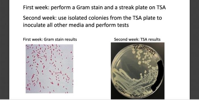 Staphylococcus Epidermidis Streak Plate