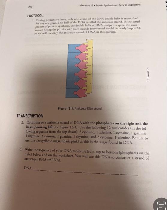 Solved PROTOCOL: 1. During protcin symthois only one strand | Chegg.com