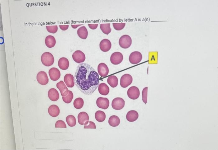 Solved In t- s :-ana halnw the rell (formed element) | Chegg.com