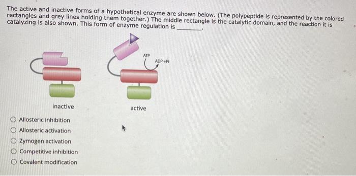 Solved The active and inactive forms of a hypothetical | Chegg.com