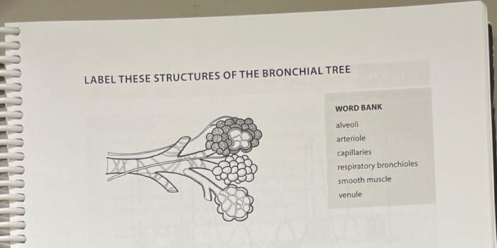 Solved LABEL THESE STRUCTURES OF THE BRONCHIAL TREE WORD | Chegg.com