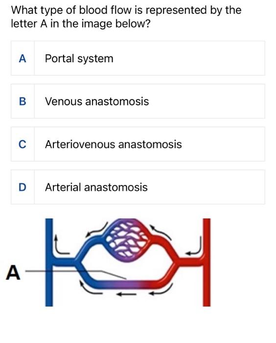 Solved What type of blood flow is represented by the letter | Chegg.com