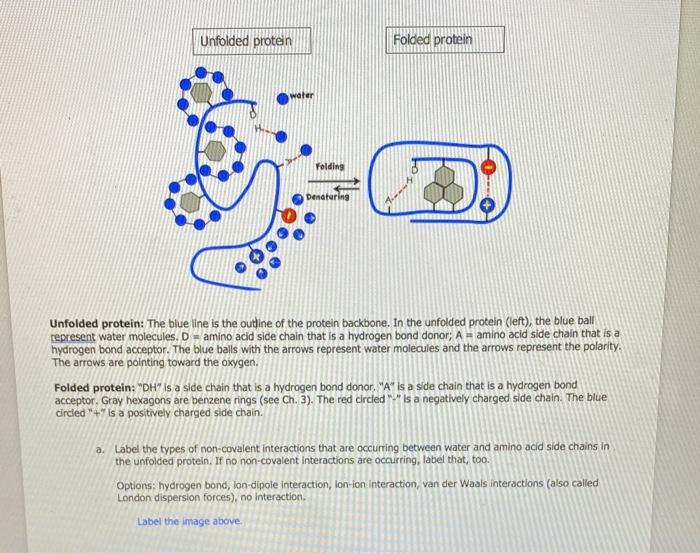 Solved 3. Let's talk about the process of protein folding. | Chegg.com