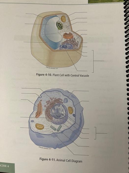 Solved Figure 4-10. Plant Cell with Central Vacuole Figure | Chegg.com