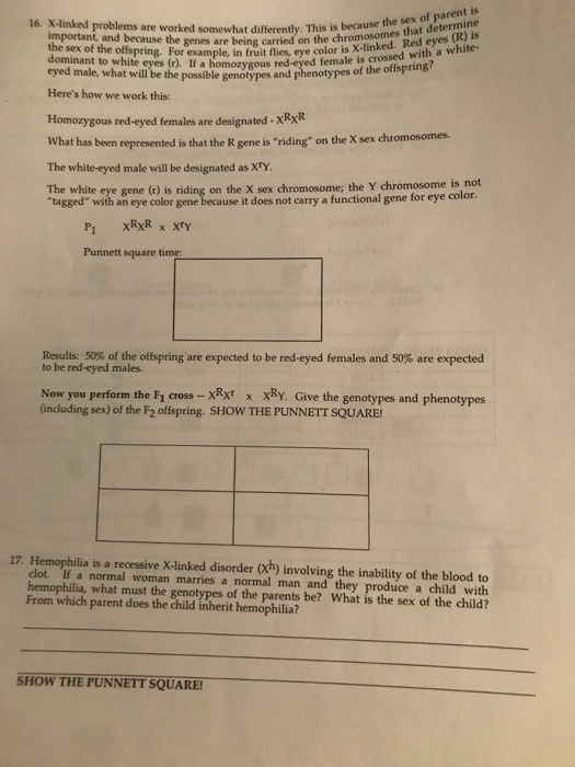 Solved 16. X-linked problems are worked somewhat | Chegg.com