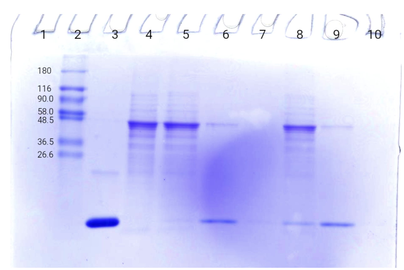 Solved How do we construct a standard curve by plotting the | Chegg.com