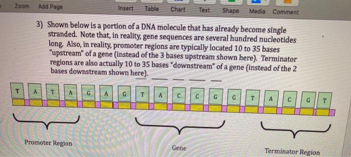 Solved Zoom Add Page Insert Table Chart Text Shape Media | Chegg.com