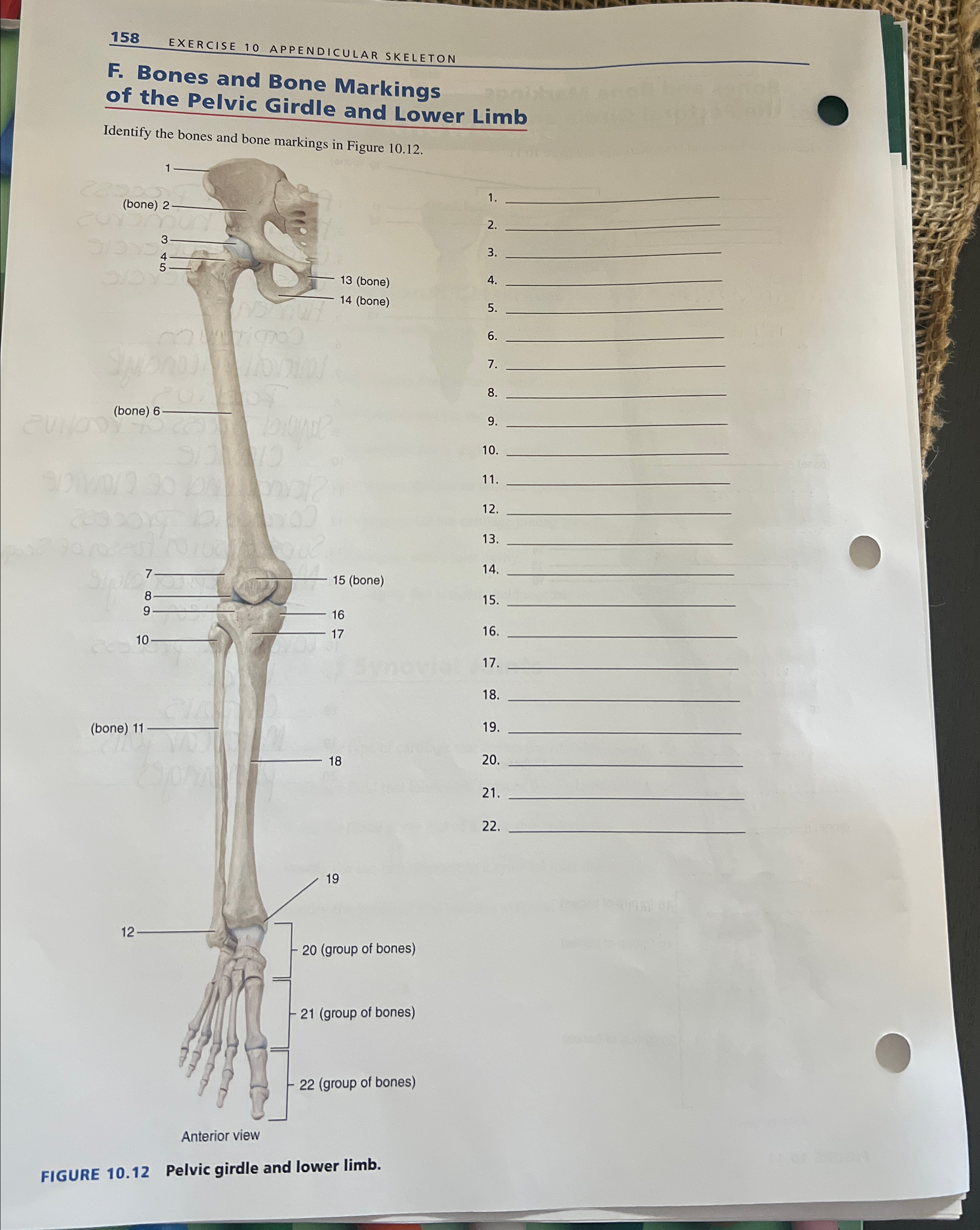 Solved 158EXERCISE 10 ﻿APPENDICULAR SKELETONF. ﻿Bones and | Chegg.com