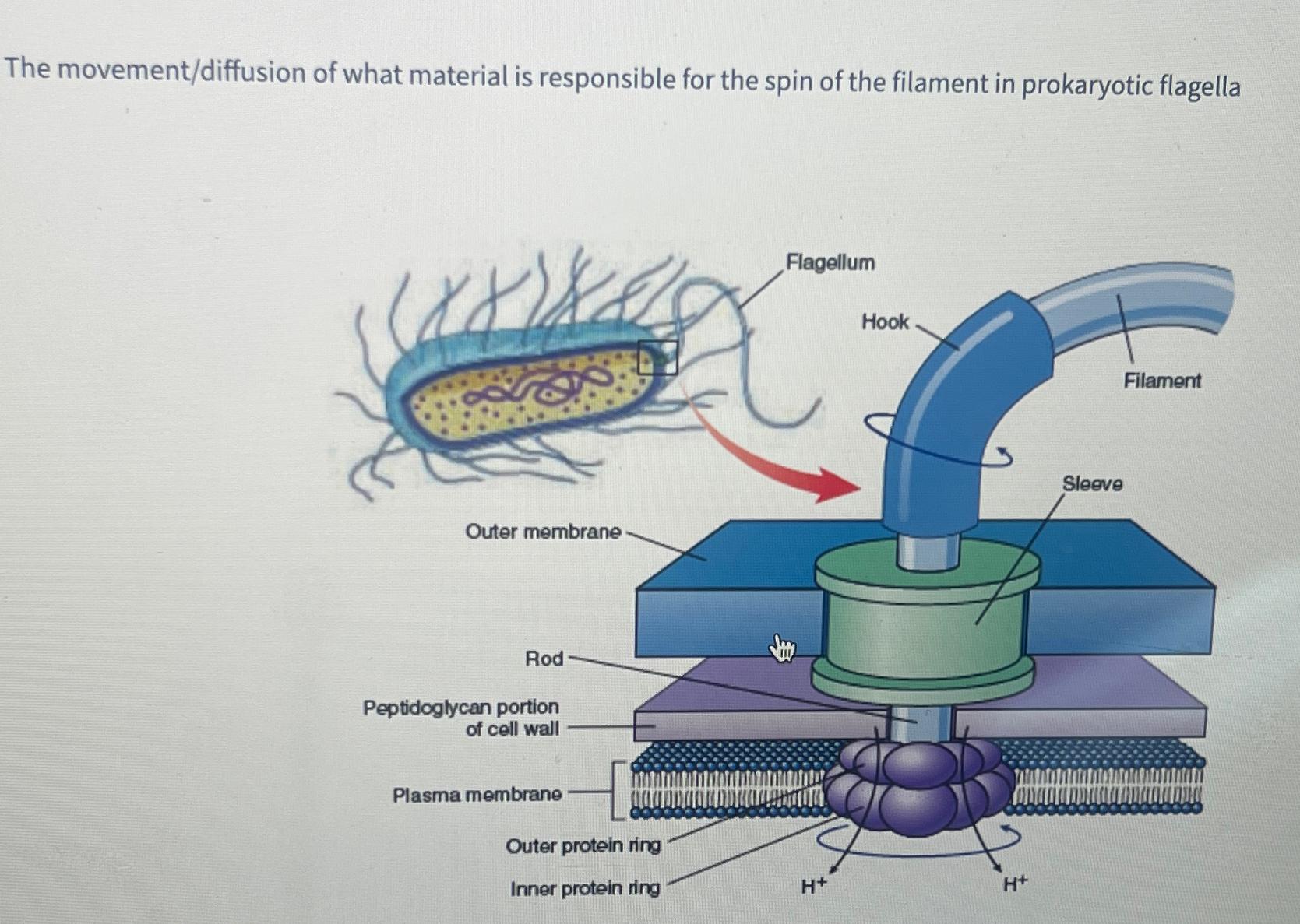 Solved The movement/diffusion of what material is | Chegg.com