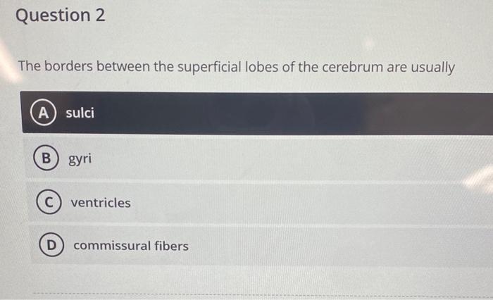 Solved The borders between the superficial lobes of the | Chegg.com