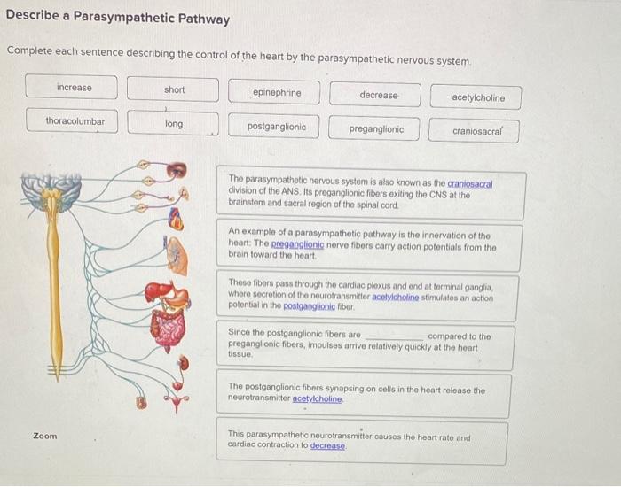 Solved Describe a Parasympathetic Pathway Complete each | Chegg.com