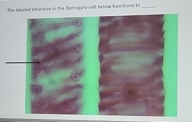 Solved The labeled structure in the Spirogyra cell below | Chegg.com