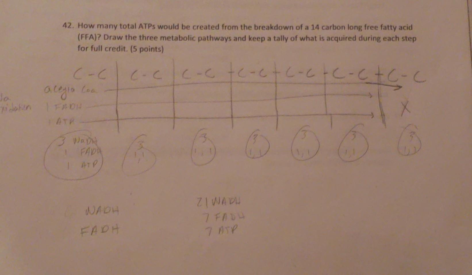 Solved 42. How many total ATPs would be created from the | Chegg.com
