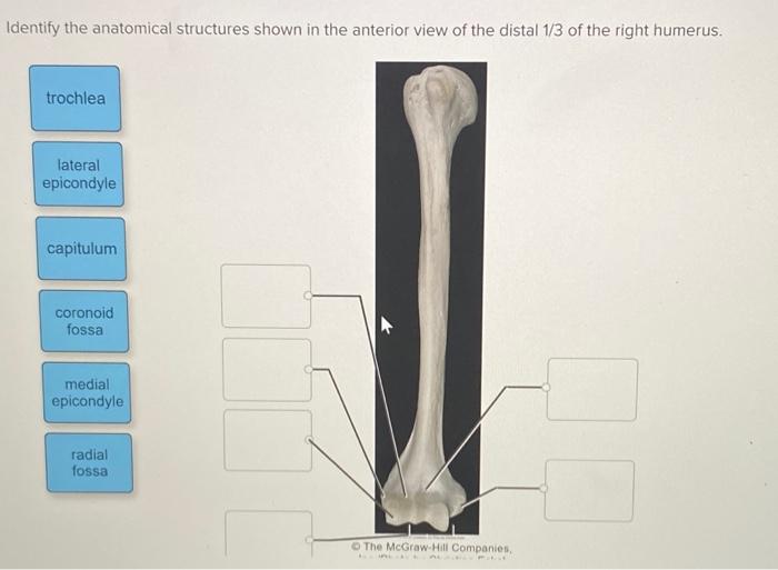 Solved Identify the anatomical structures shown in the | Chegg.com Solved Identify the anatomical structures shown in the | Chegg.com