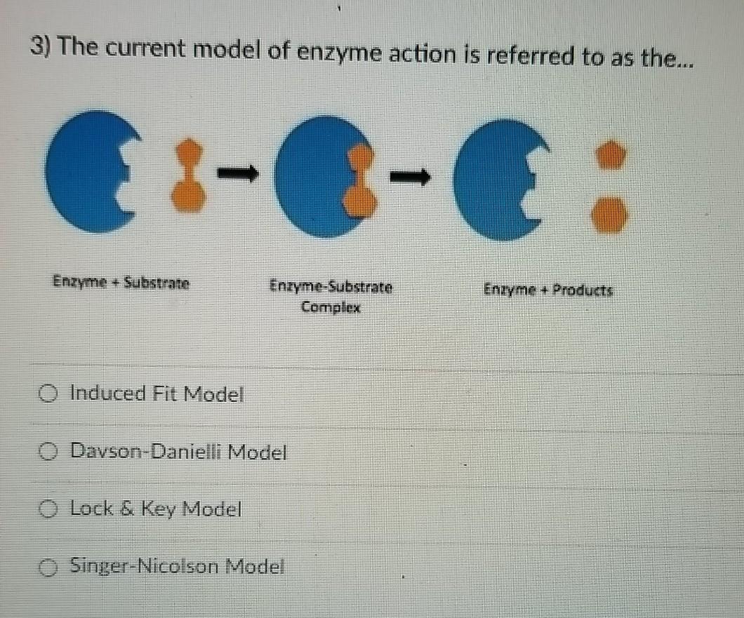 Solved 3) The current model of enzyme action is referred to | Chegg.com