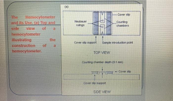 Solved ( ) Cover slip Neubauer rulings Counting chambers The | Chegg.com