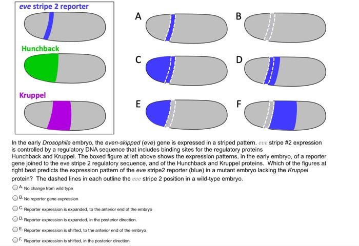Solved eve stripe 2 reporter A B B Hunchback С D Kruppel E F | Chegg.com