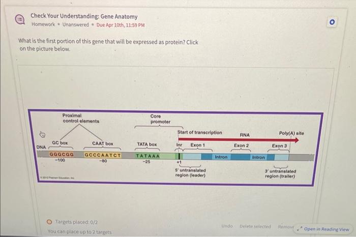 Solved Check Your Understanding: Gene Anatomy Homework = | Chegg.com