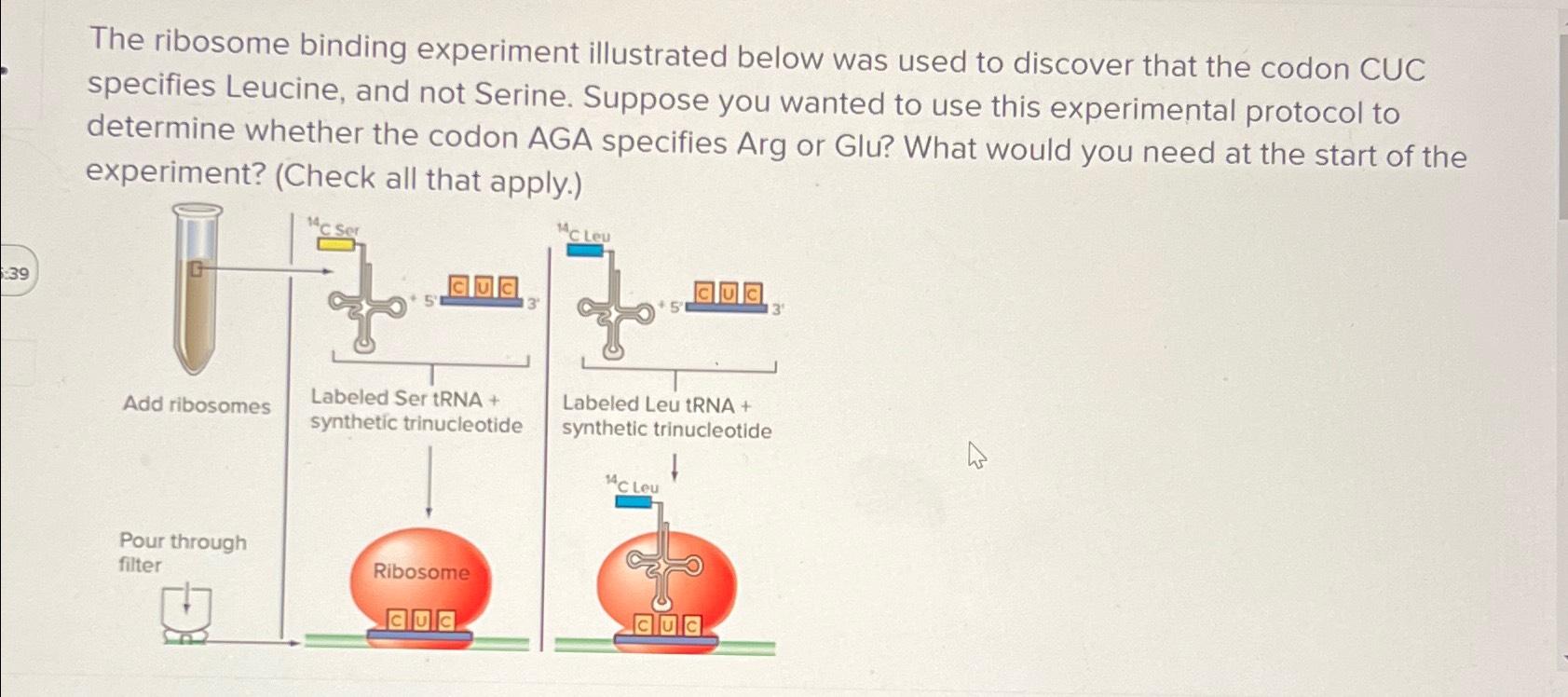 Solved The ribosome binding experiment illustrated below was | Chegg.com