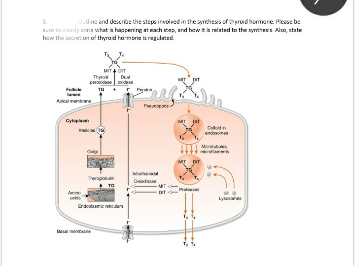 Solved 5 Outline and describe the steps involved in the | Chegg.com