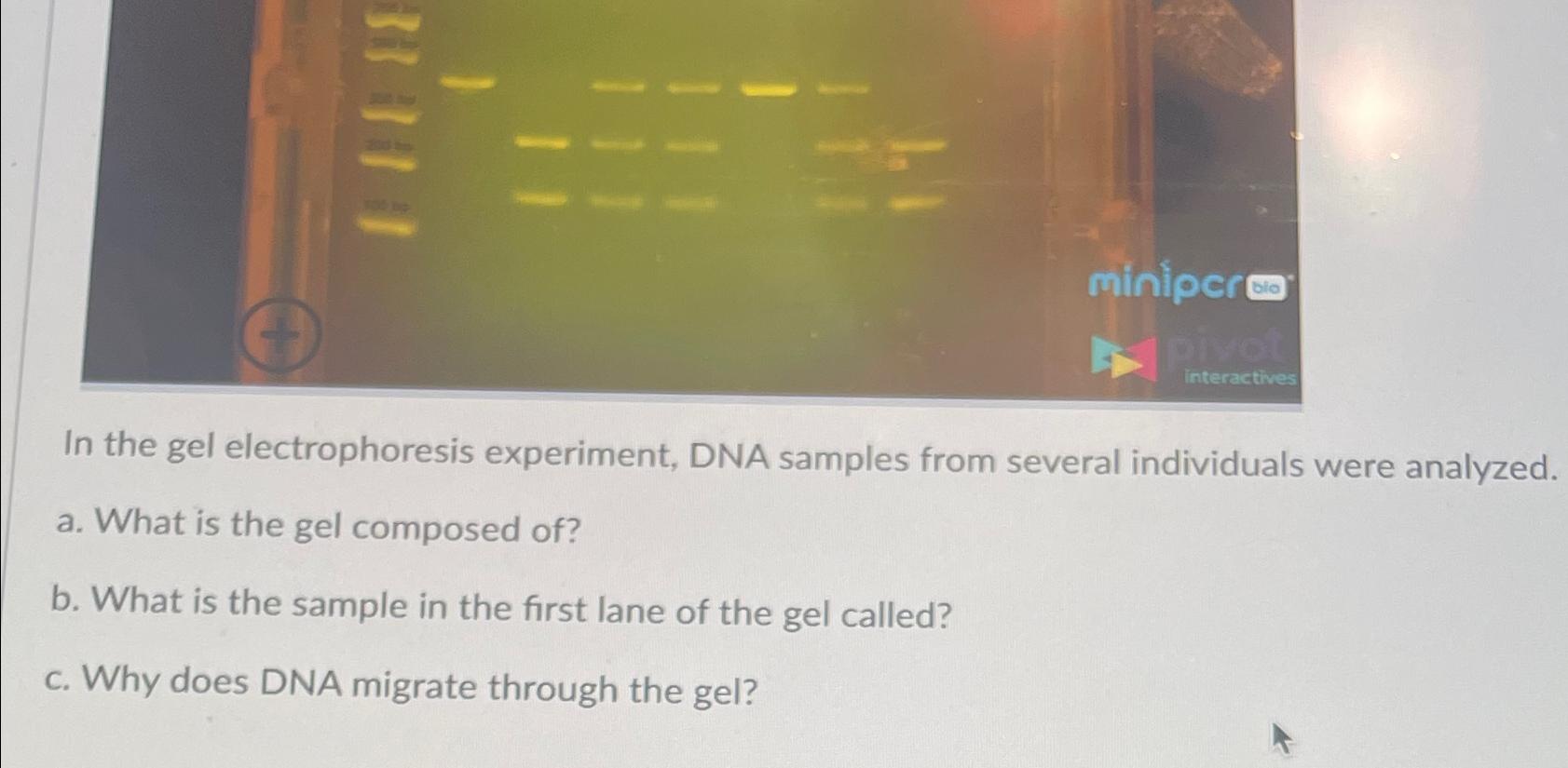 Solved In the gel electrophoresis experiment, DNA samples | Chegg.com