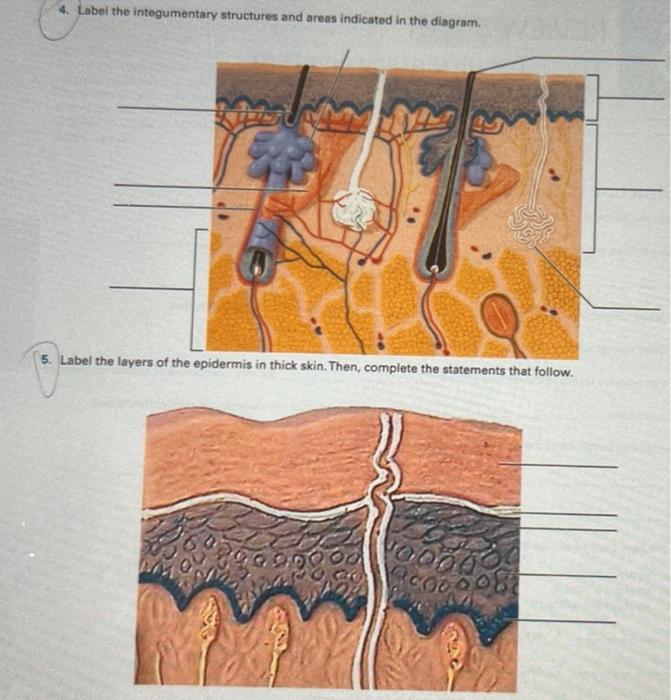 Solved 4. Label the integumentary structures and areas | Chegg.com