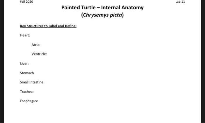 Solved Lab 11 Fall 2020 Painted Turtle - External Anatomy | Chegg.com