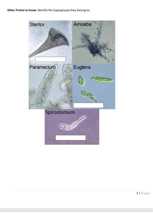 Solved Other Protist to know: Identify the Supergroups they | Chegg.com