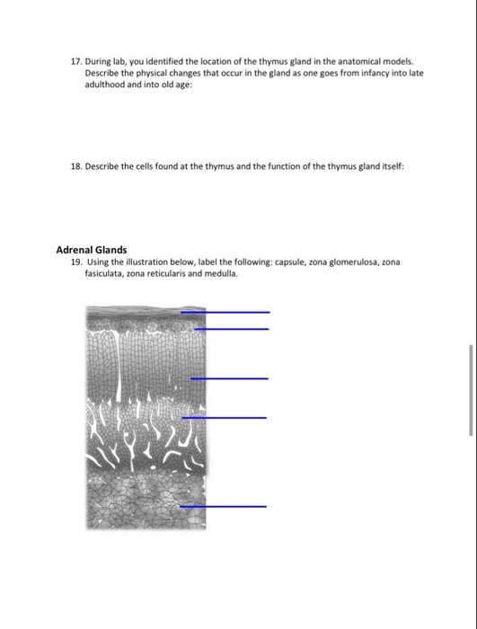 Solved Parathyroid Gland During lab, you used a light | Chegg.com