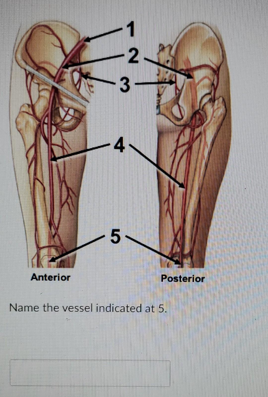 Solved Name the vessel indicated at 5 . Name the vessel | Chegg.com