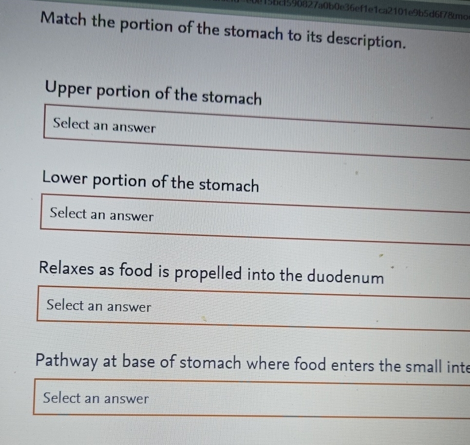 High Quality SOLUTION Match the portion of the stomach to its | Chegg.com