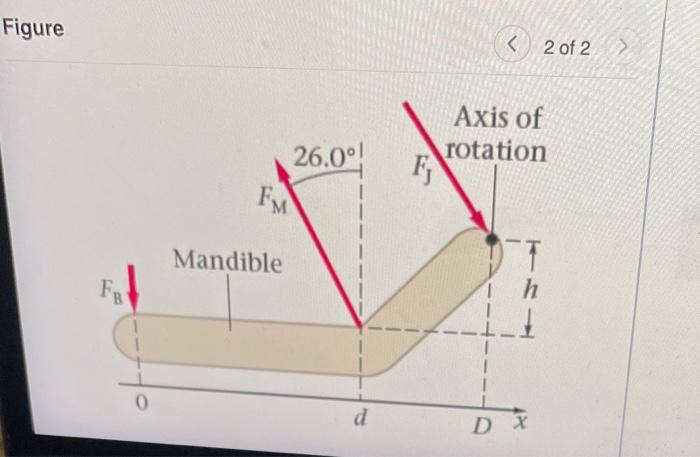 The Masseter Muscle The masseter muscle, the | Chegg.com