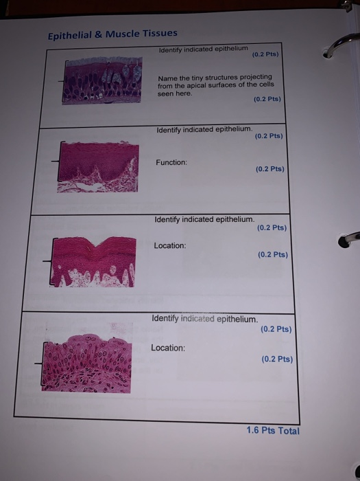Solved (name) Epithelial & Muscle Tissues (section) Complete | Chegg.com