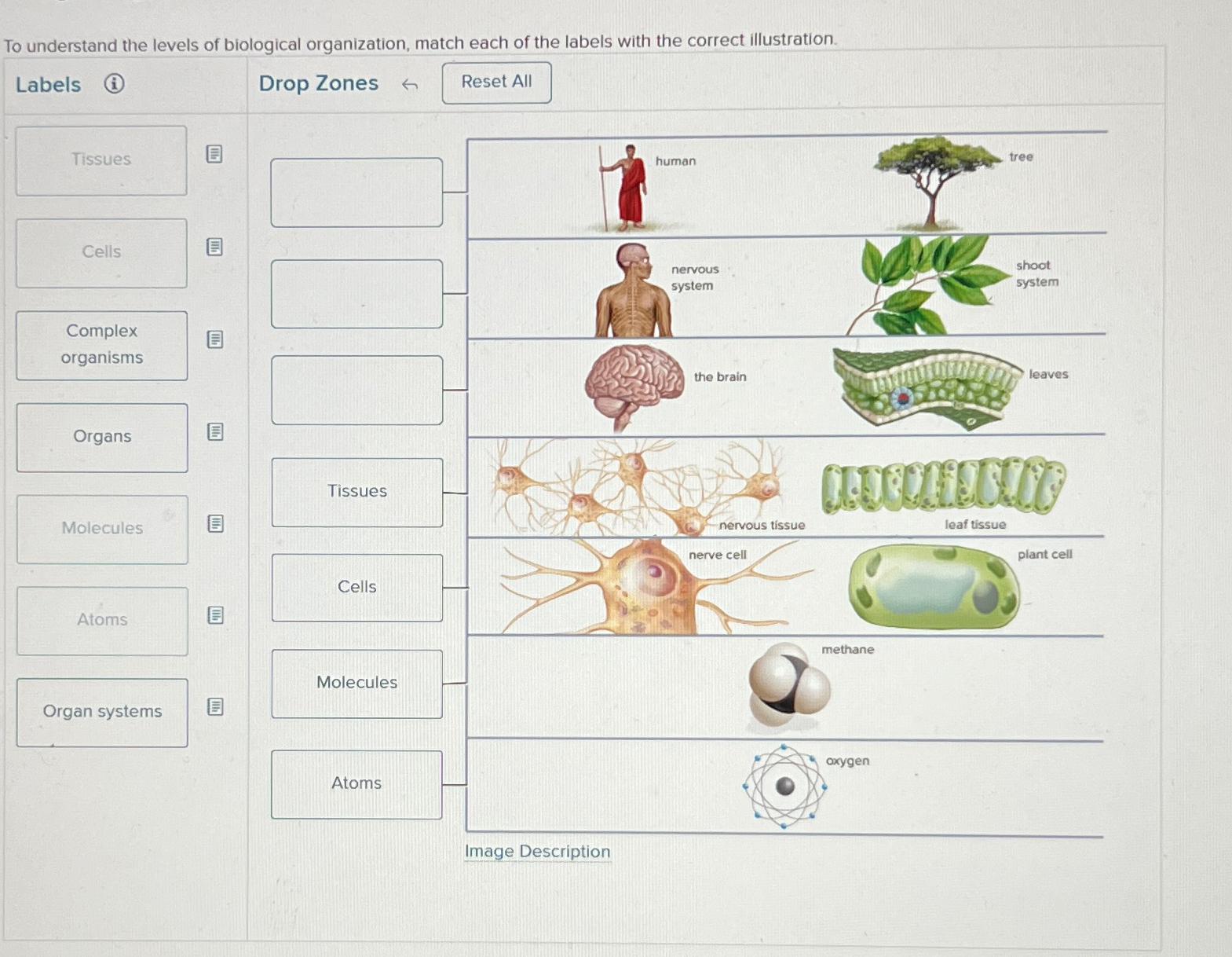 Solved To understand the levels of biological organization, | Chegg.com