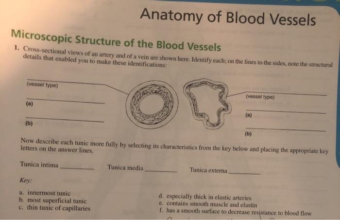 Anatomy of Blood Vessels Microscopic Structure of the | Chegg.com