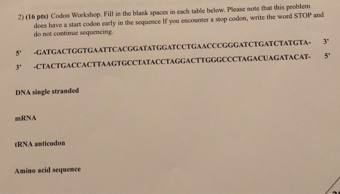 Solved 2) (16 pts) Codon Workshop. Fill in the blank spaces | Chegg.com