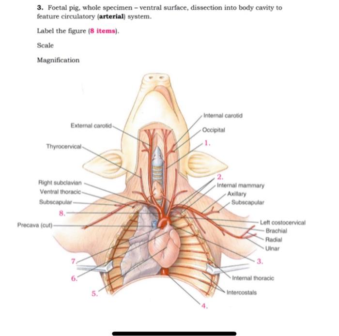 Solved 1. Foetal pig, schematic sagittal section through | Chegg.com