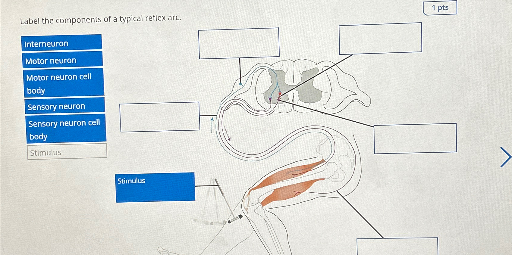Solved 1 ﻿ptsLabel the components of a typical reflex arc. | Chegg.com