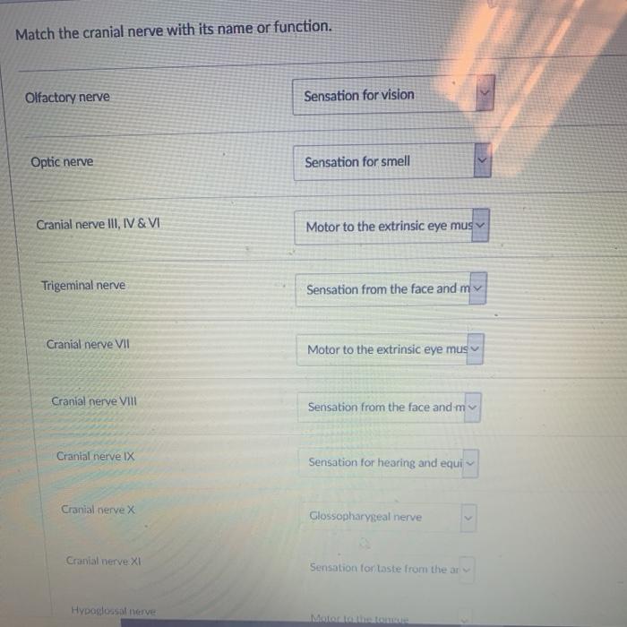 Solved Match the cranial nerve with its name or function. | Chegg.com